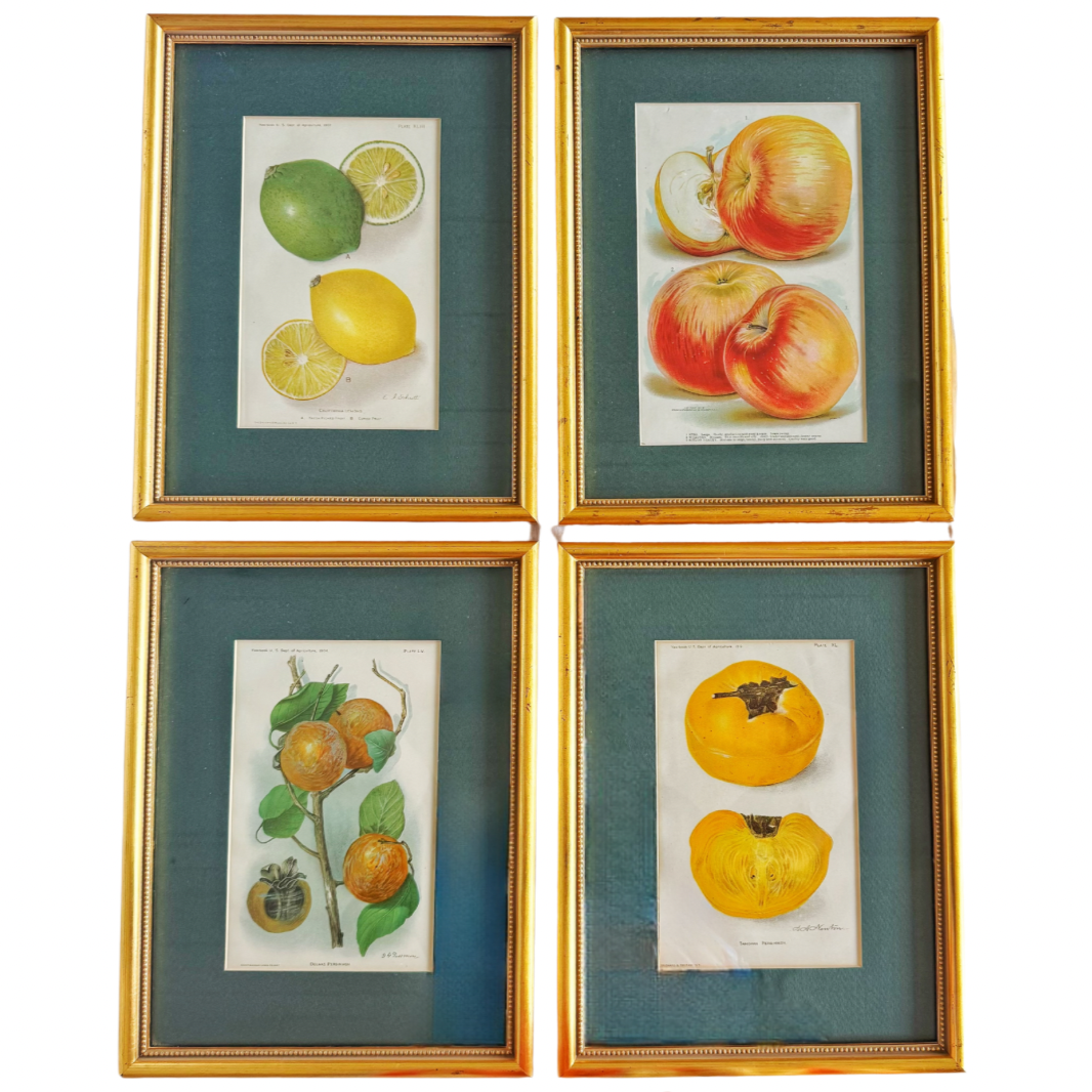 Set of Vintage Fruit Prints – Nest Interior Design